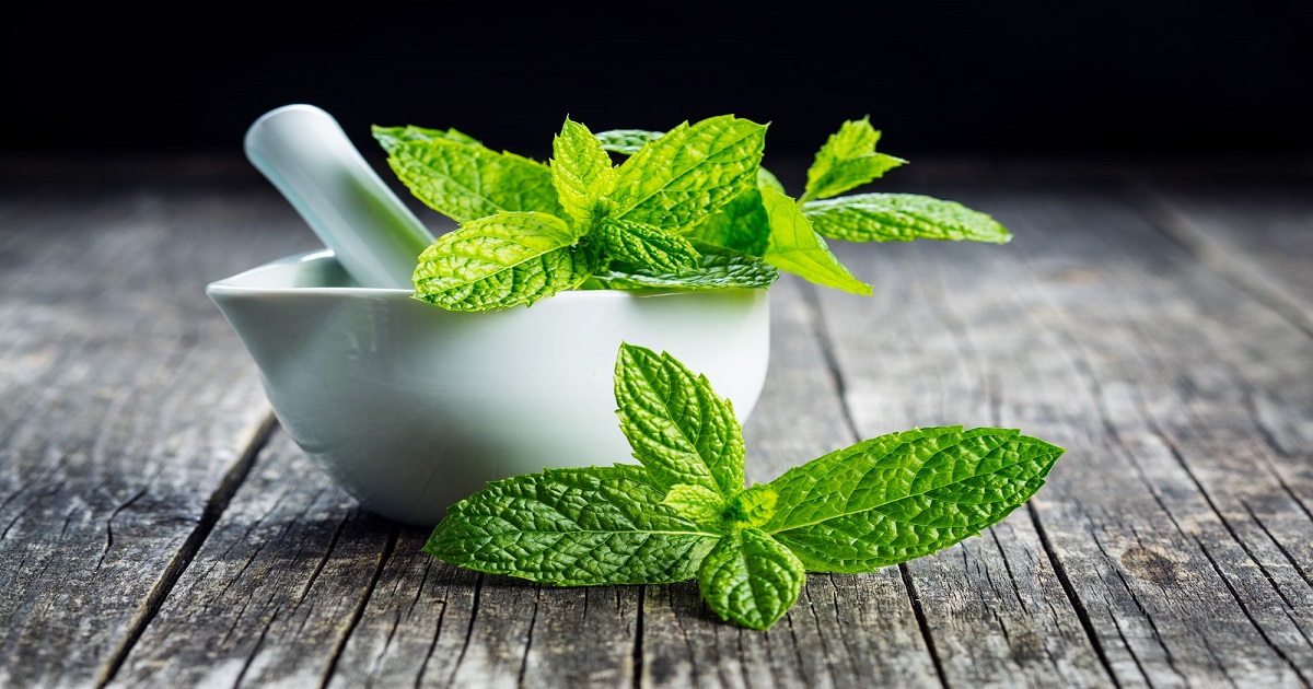 Spearmint Tea in the USA - Best Tea for Health